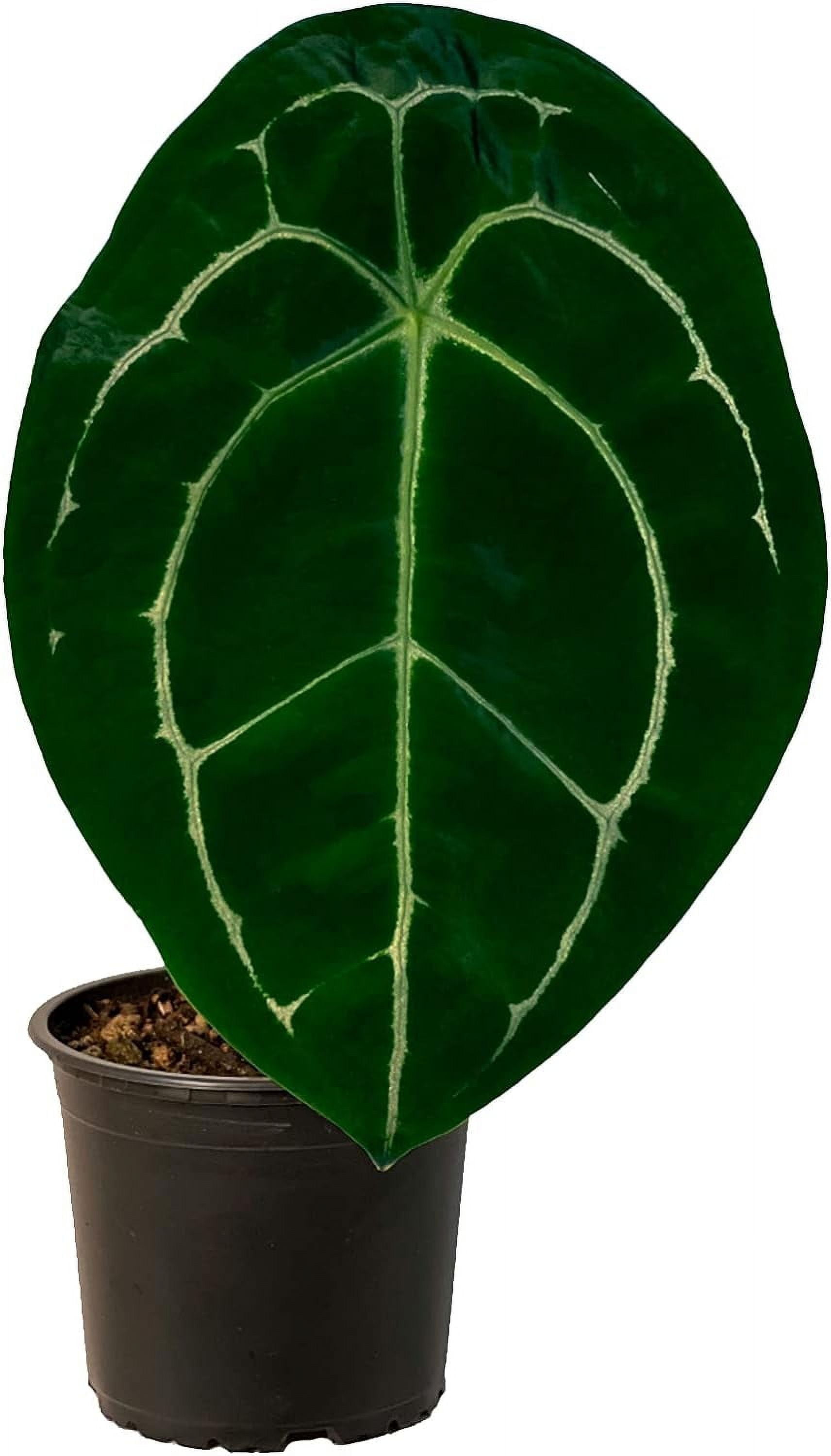 Anthurium Forgetii Silver by LEAL PLANTS ECUADOR | Rare Anthurium ...