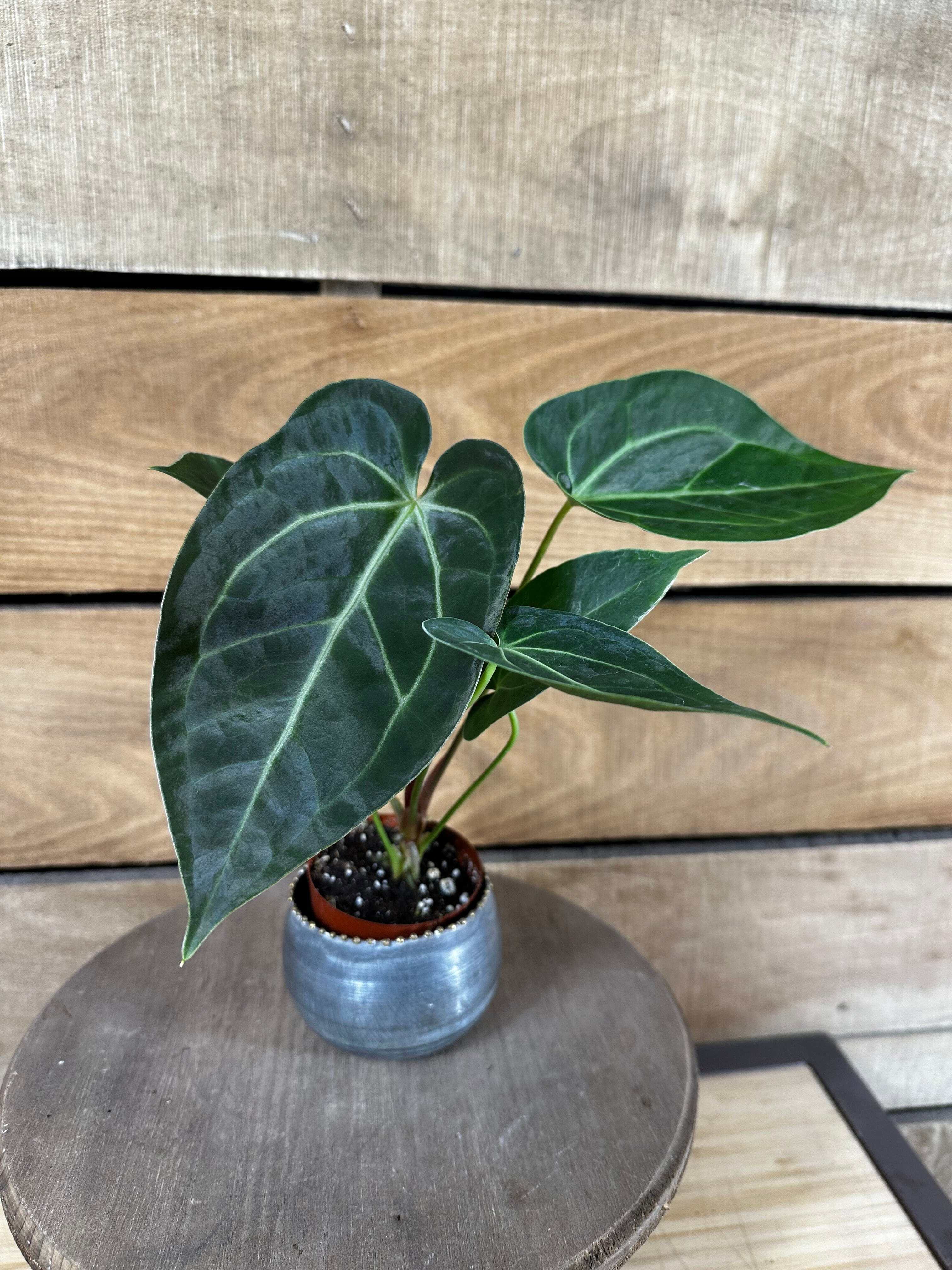 Anthurium Magnificum Hybrid - 2" Plant, The Plant Farm - Walmart.com