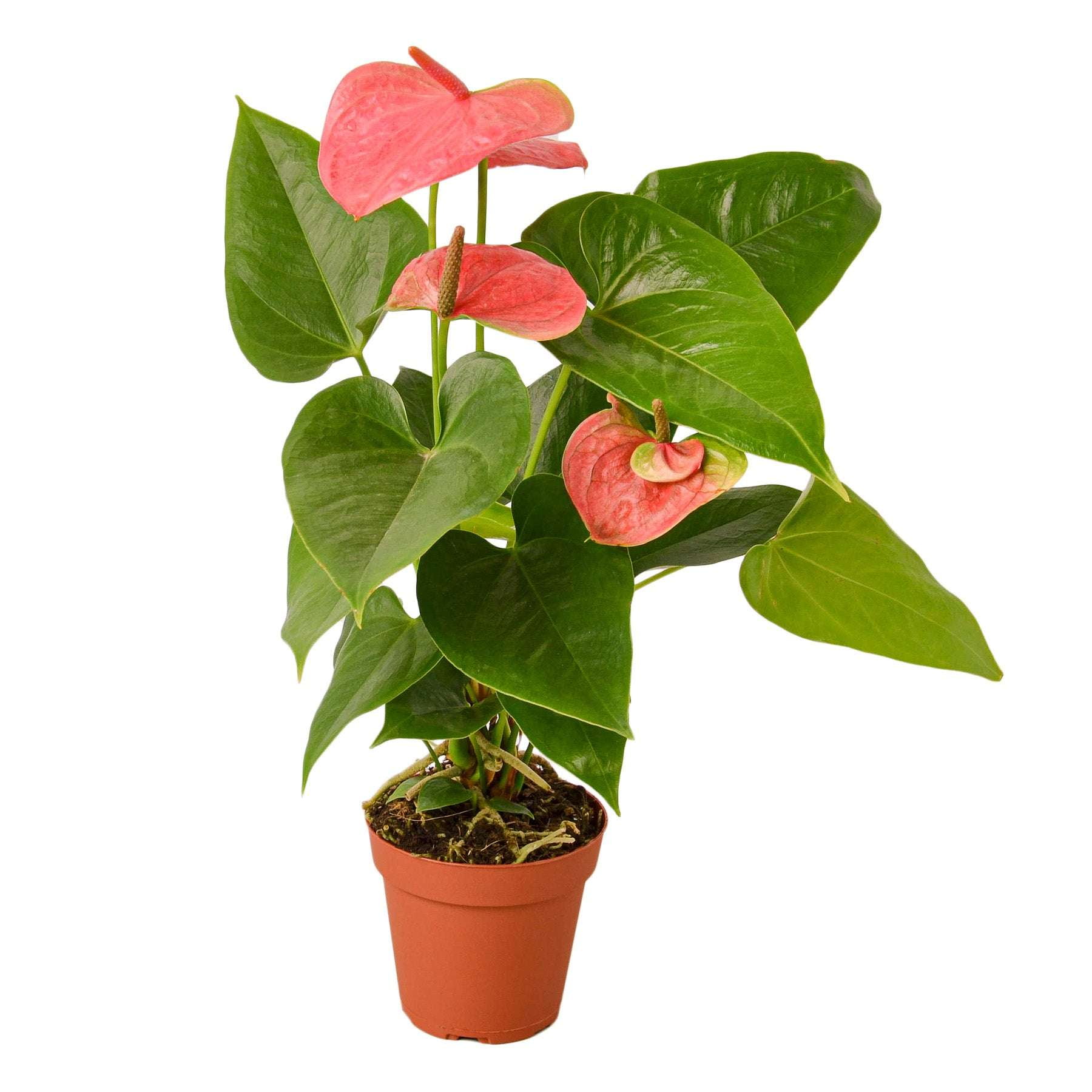 Anthurium Pink Live Plant for Indoor | Different Houseplants in 4'' & 6 ...