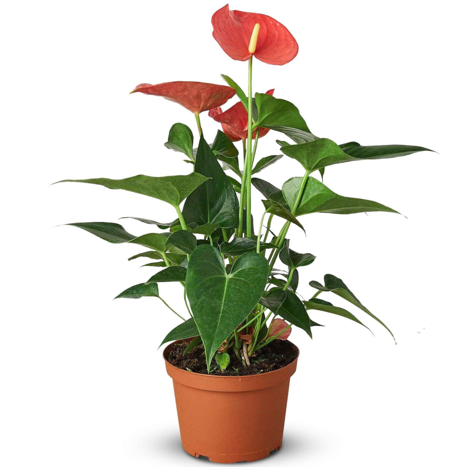 Anthurium Pink Live Plant for Indoor | Different Houseplants in 4'' & 6 ...