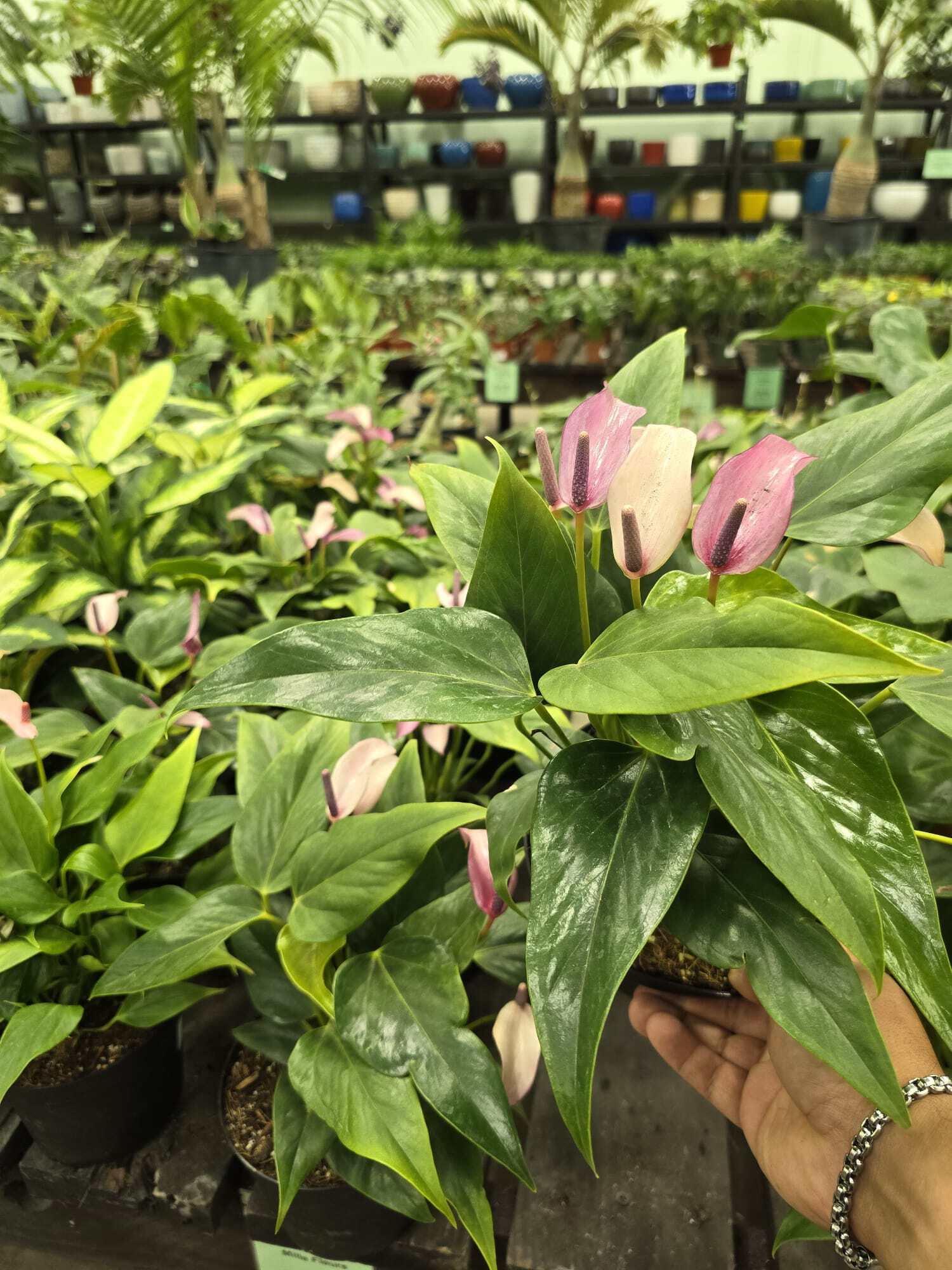 Anthurium Purple Andraeanum rare color- Get similar, 6 inch pot ...