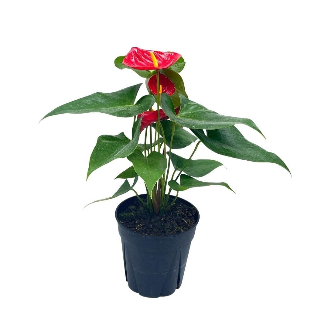 Anthurium Red, 6 inch Pot, - Walmart.com