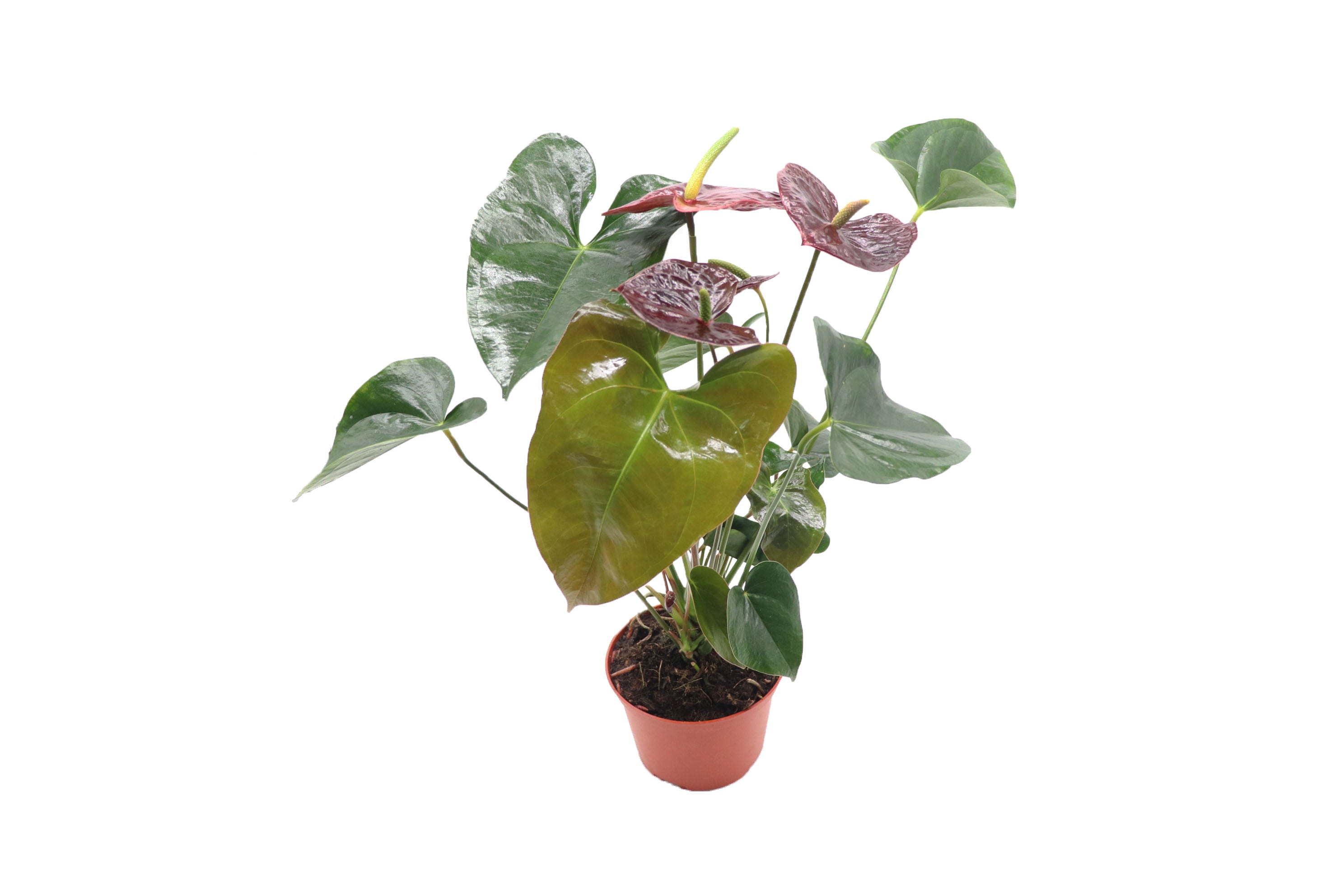 California Tropicals Anthurium Sempre Live Plant, 6" Pot, Burgundy ...