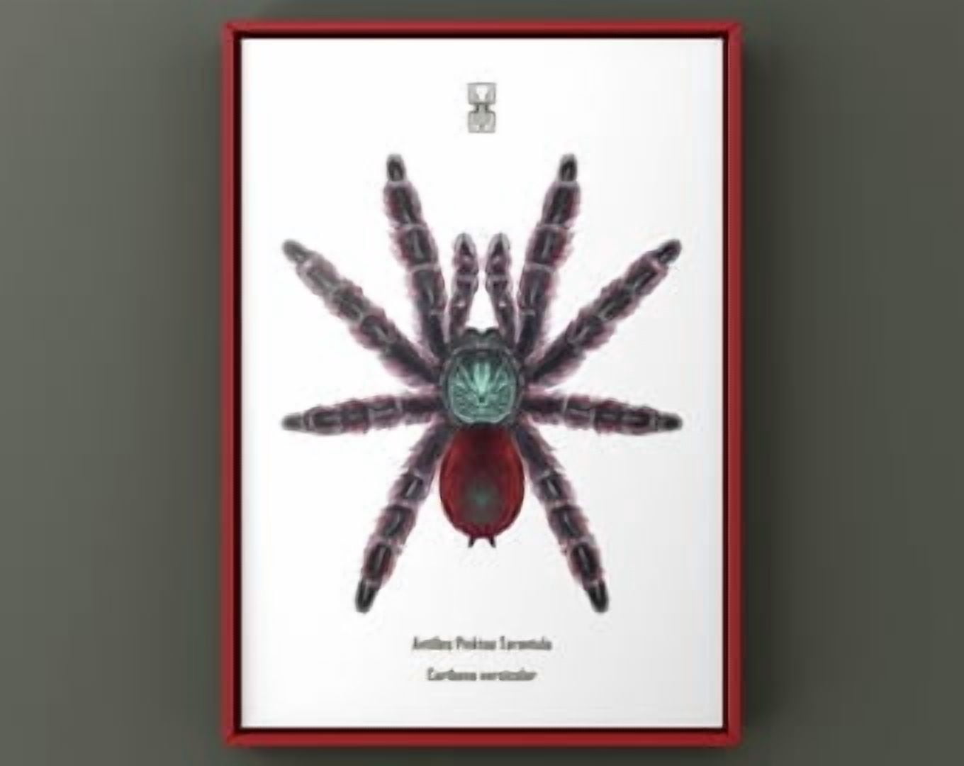 Antilles Pinktoe Tarantula Poster Caribena Versicolor Biological ...