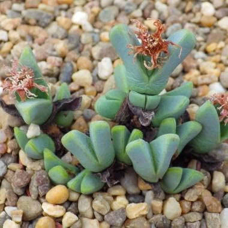 Antimima dualis Succulent Seeds for Planting (5 Rare Seeds) - Walmart.com