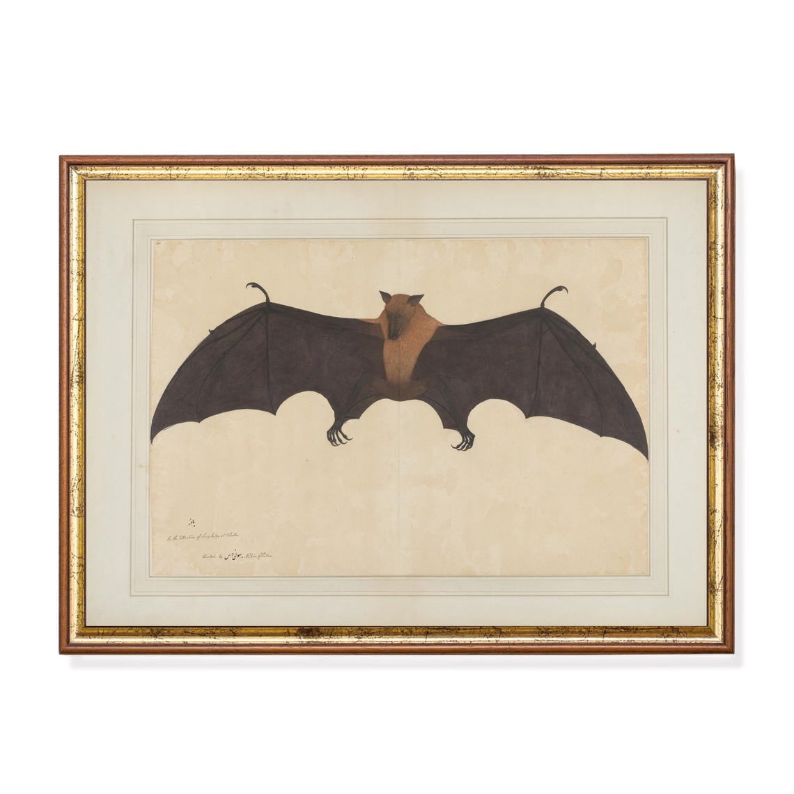Antique Bat Illustration 19th Century Natural History Print Poster ...