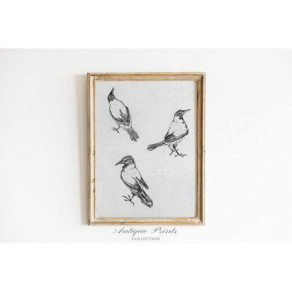 Antique Birds Drawing, Vintage Birds Sketch Art, Neutral Nature Print ...