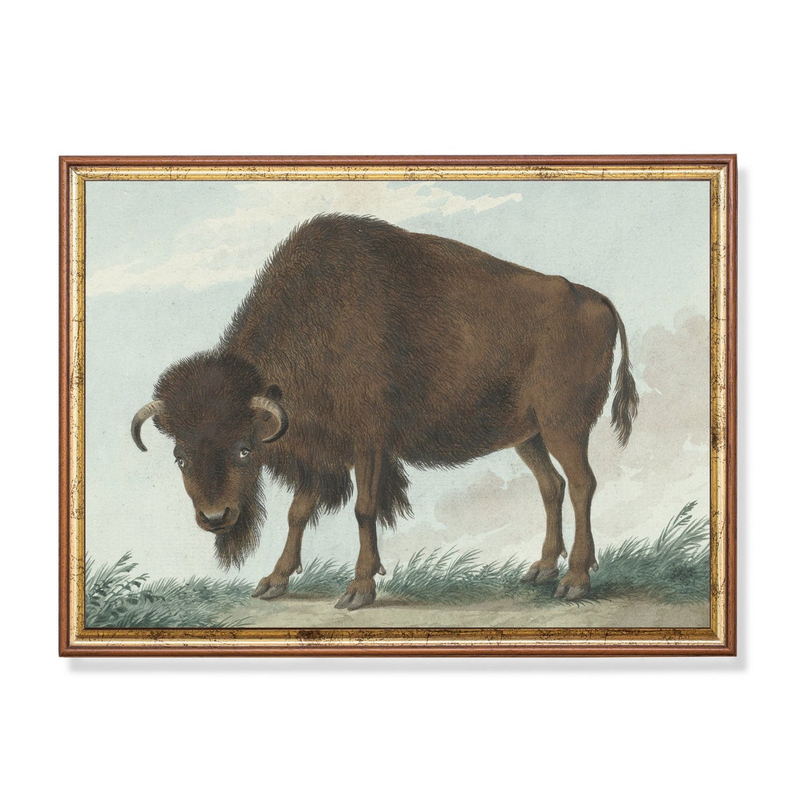 Antique Bison Rustic Wildlife Art UNFRAMED Poster, Wall Art for Decor ...