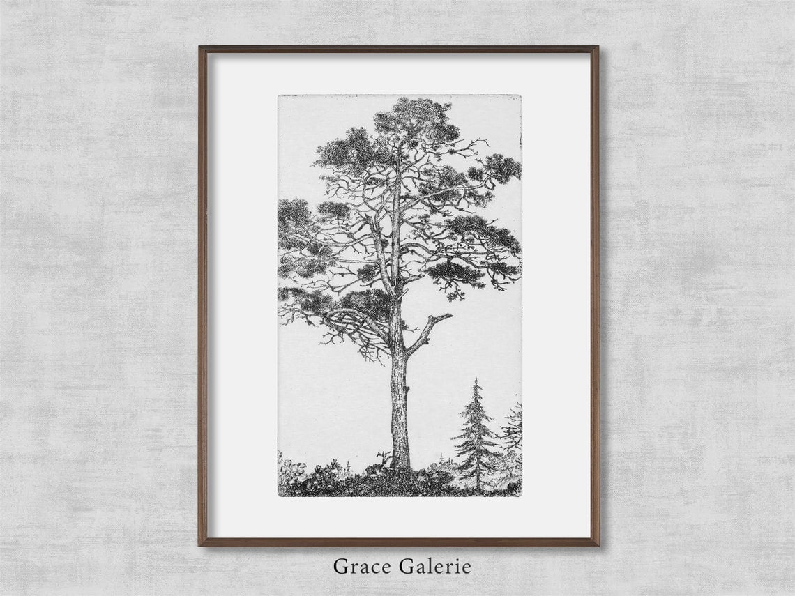 Antique Botanical Sketch Vintage Wall Art, Little Pitch Pine, Neutral ...