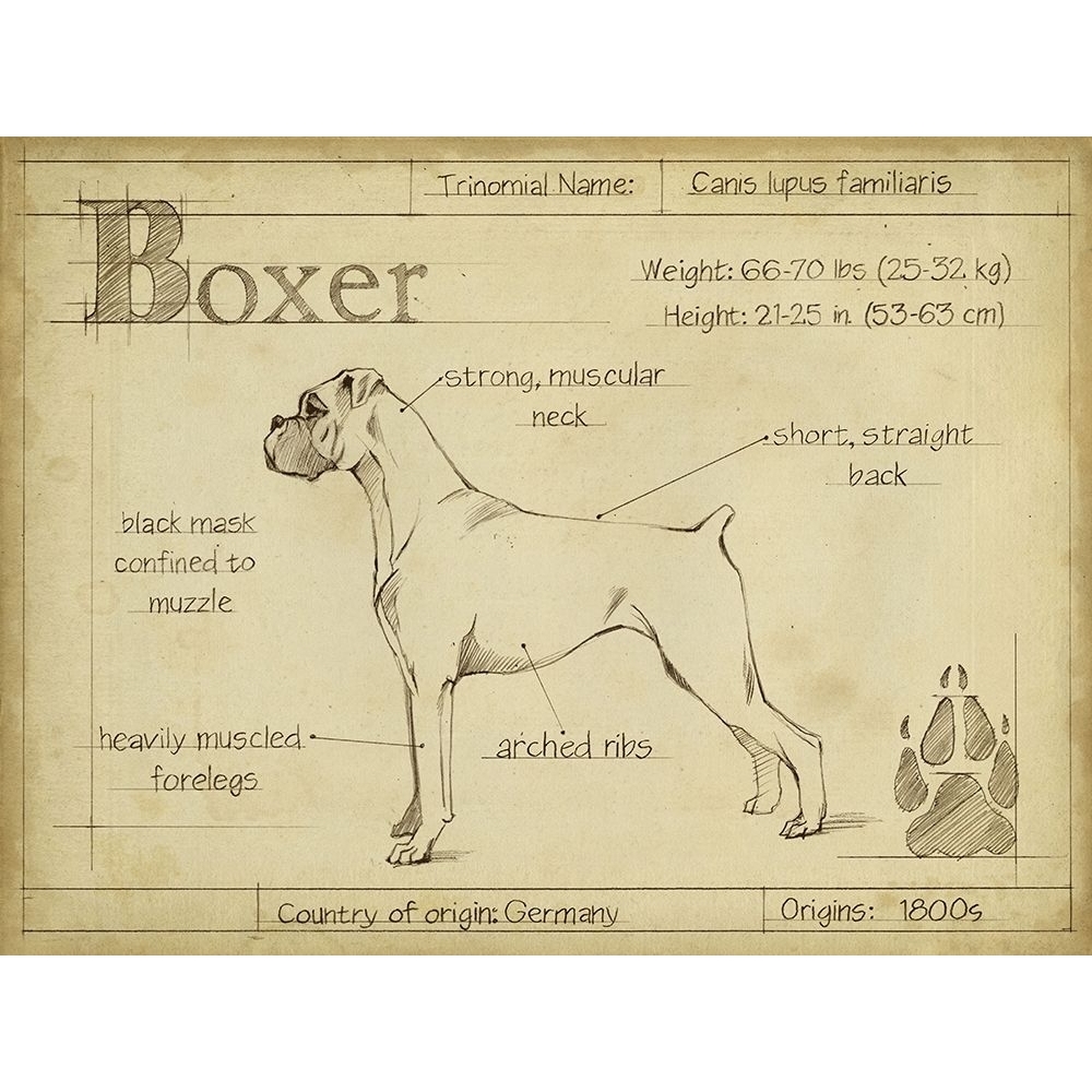 Antique Boxer (ASH) Poster Print - Ethan Harper (36 x 24) - Walmart.com