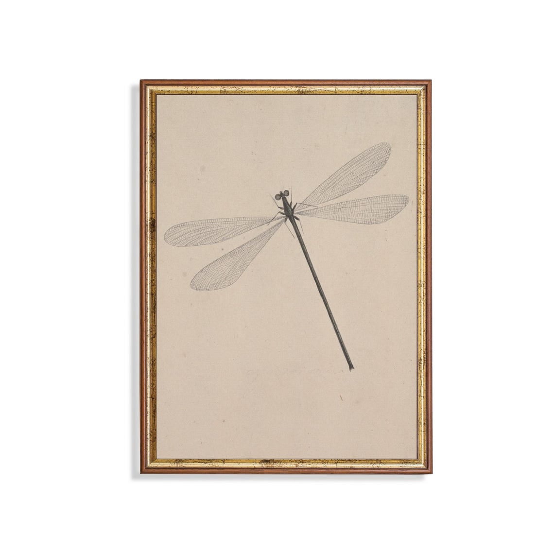 Antique Dragonfly Drawing Vintage Entomology Art Poster Home Decor ...