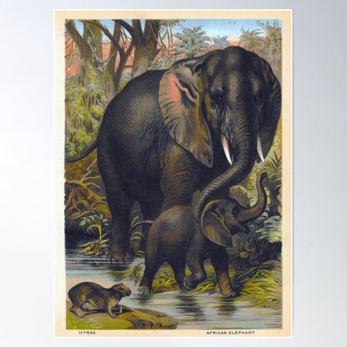 Antique Elephant Drawing Poster Wall Art, Modern Wall Decor For Living ...