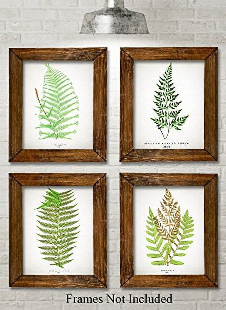 Antique Fern Botanical Prints - Set of Four Photos (8x10) Unframed ...