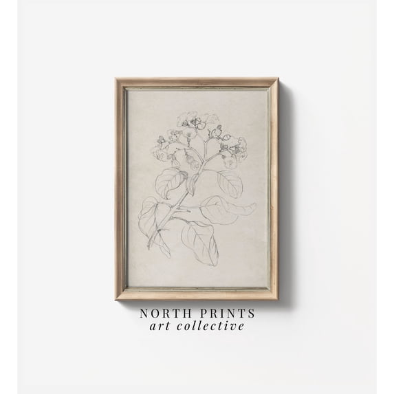 Antique Floral Botanical Sketch Unframed Paper Print - Walmart.com