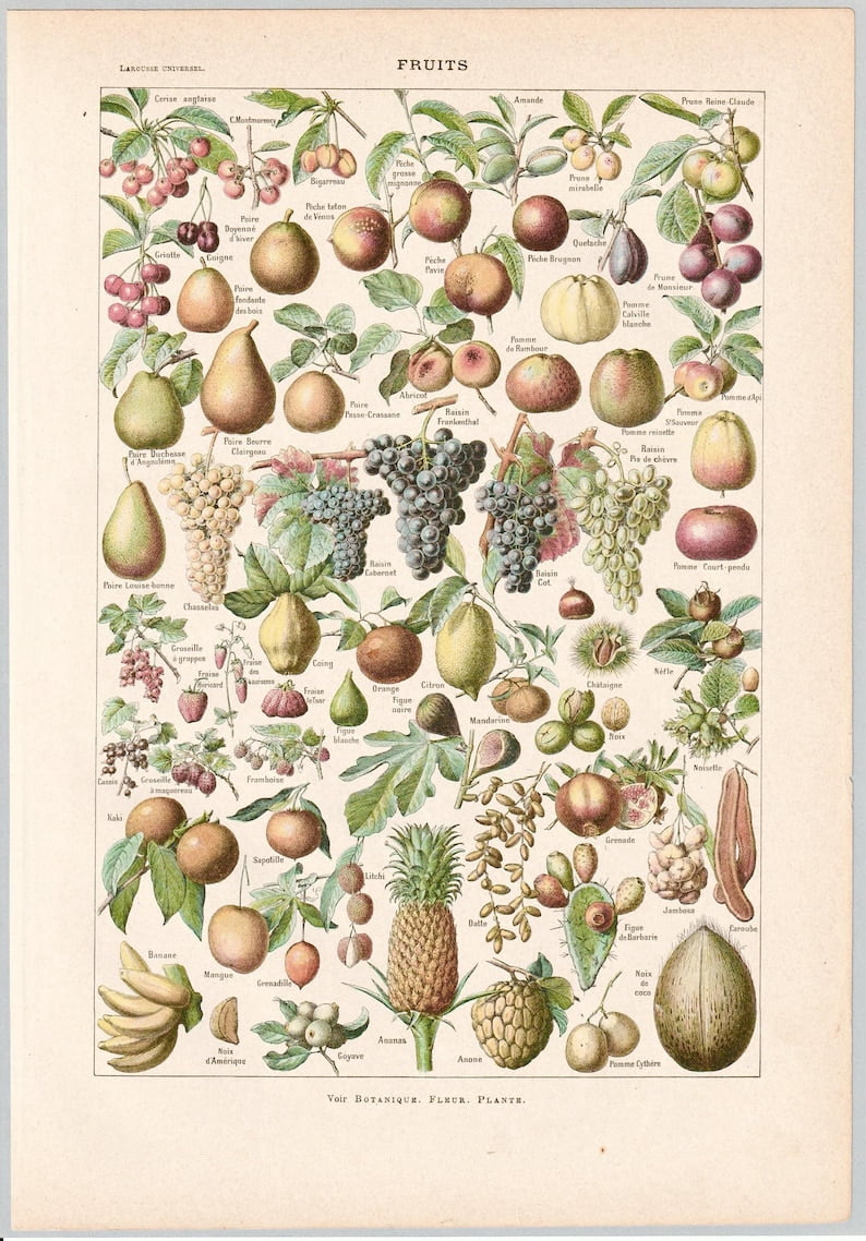 Antique French Botanical Fruit Print, Unframed Paper Poster 16x20in ...