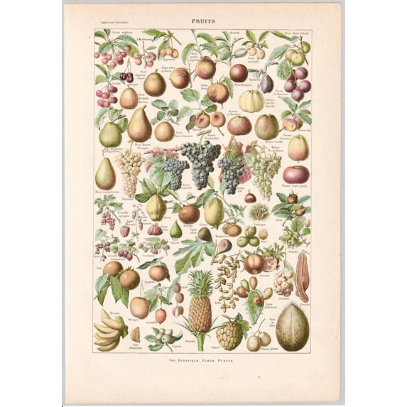 Antique French Botanical Fruit Print, Unframed Paper Poster 16x20in ...