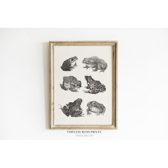 Antique Frog Drawing Print Printable Art Vintage Frog Illustration Toad ...