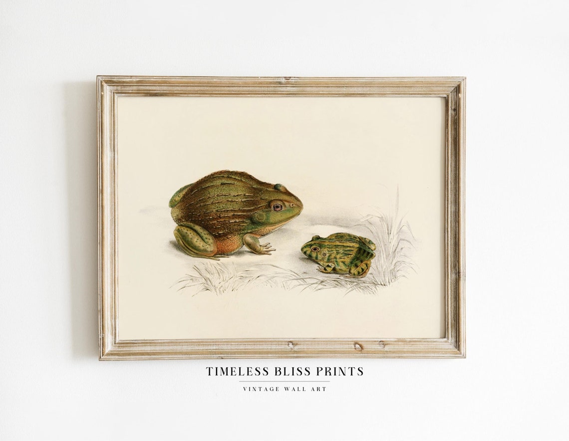 Antique Frog Illustration Vintage African Bullfrog Print Frog Wall Art ...