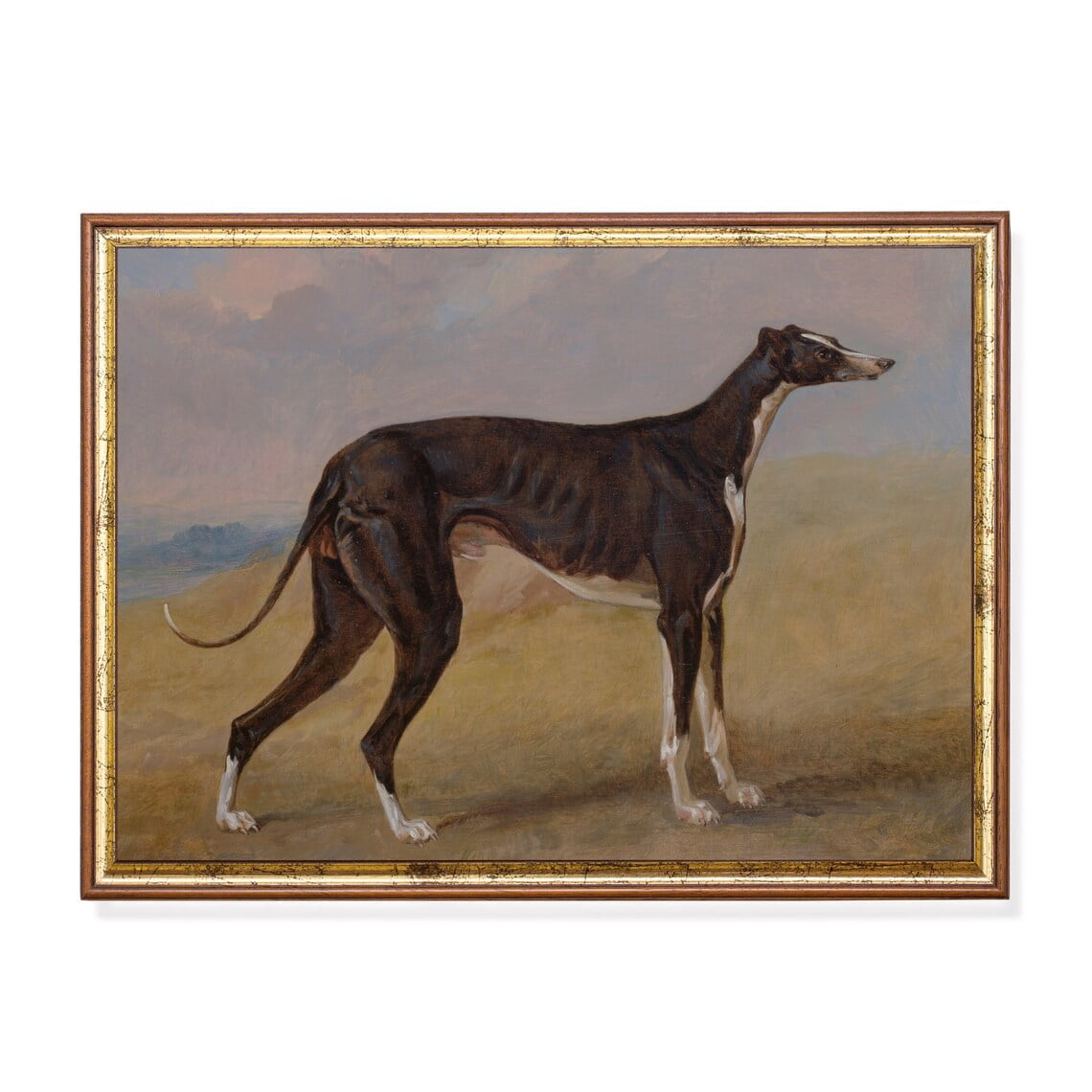 Antique Greyhound Portrait Poster Black and White Hound, Vintage Dog ...