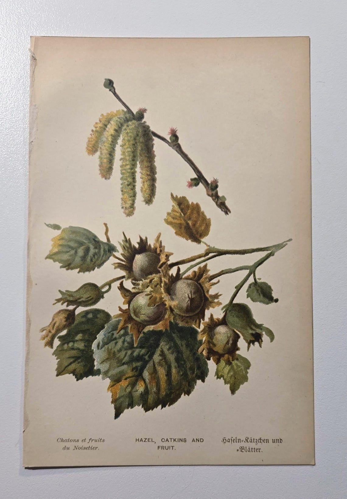 Antique Hazel Tree Botanical Print, Unframed Paper Poster 8x10in ...
