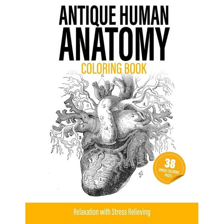 coloring pages heart anatomy