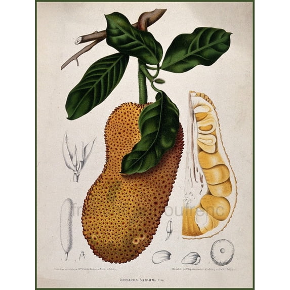 Antique Jackfruit Botanical Print, Unframed Paper Poster 24x36in ...