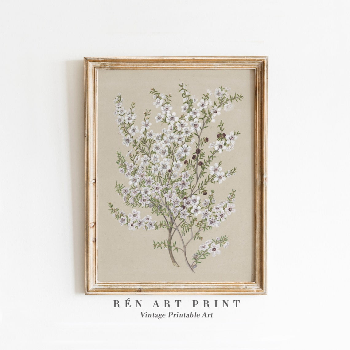 Antique Manuka Plant White Flower Wall Art Vintage Floral ...