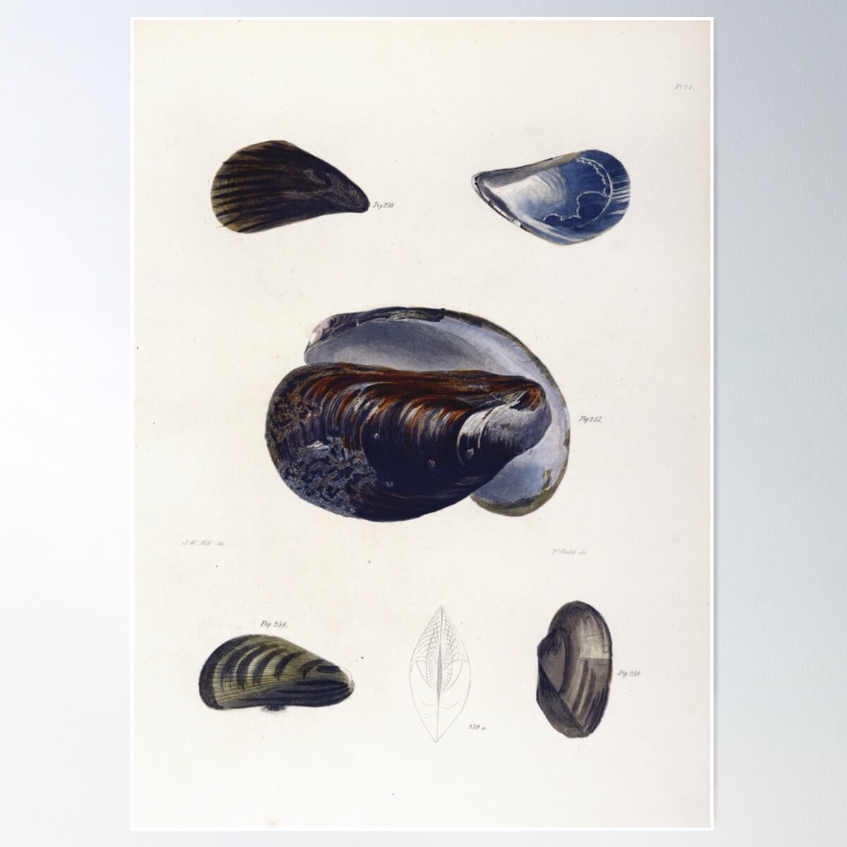 Antique Mollusk Print - Mytilus Pellucidus (The Blue Mussel) Poster ...