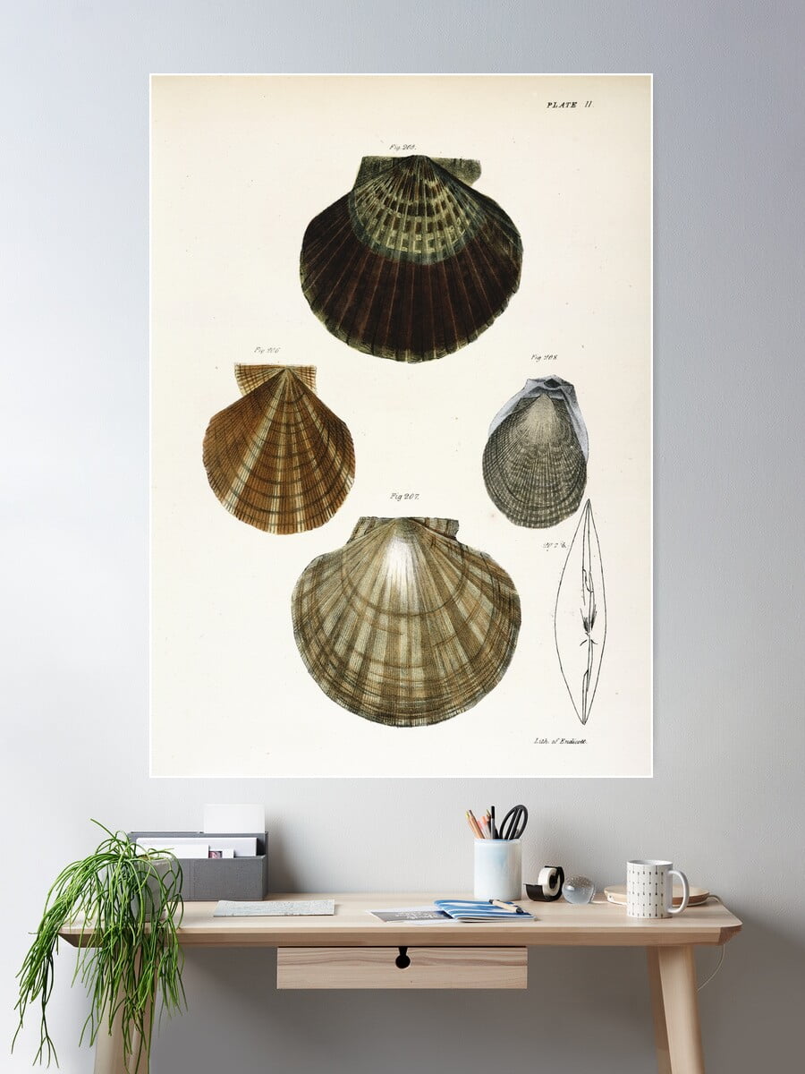 Antique Mollusk Print - Pecten Concentricus (Bay Scallop) Poster Wall ...