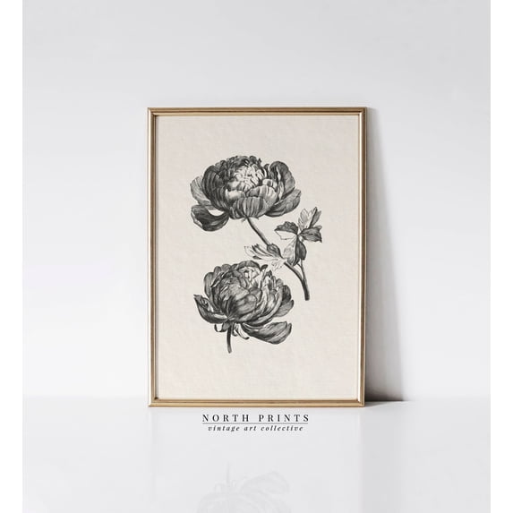 Antique Peony Botanical Sketch Unframed Paper Print - Walmart.com