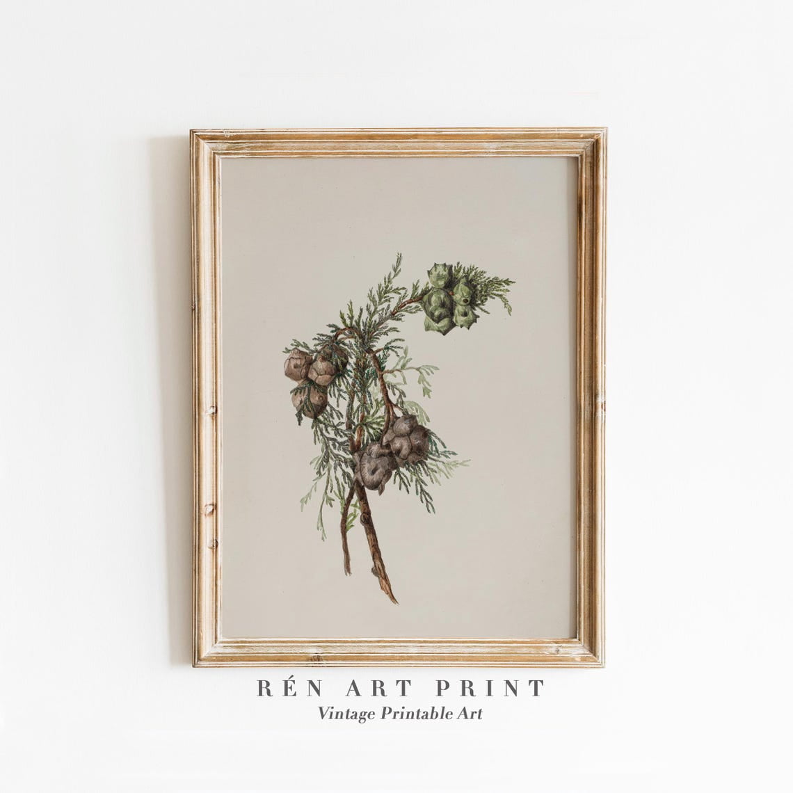 Antique Pine Branch Poster Vintage Botanical Wall Art Poster, Stretched ...