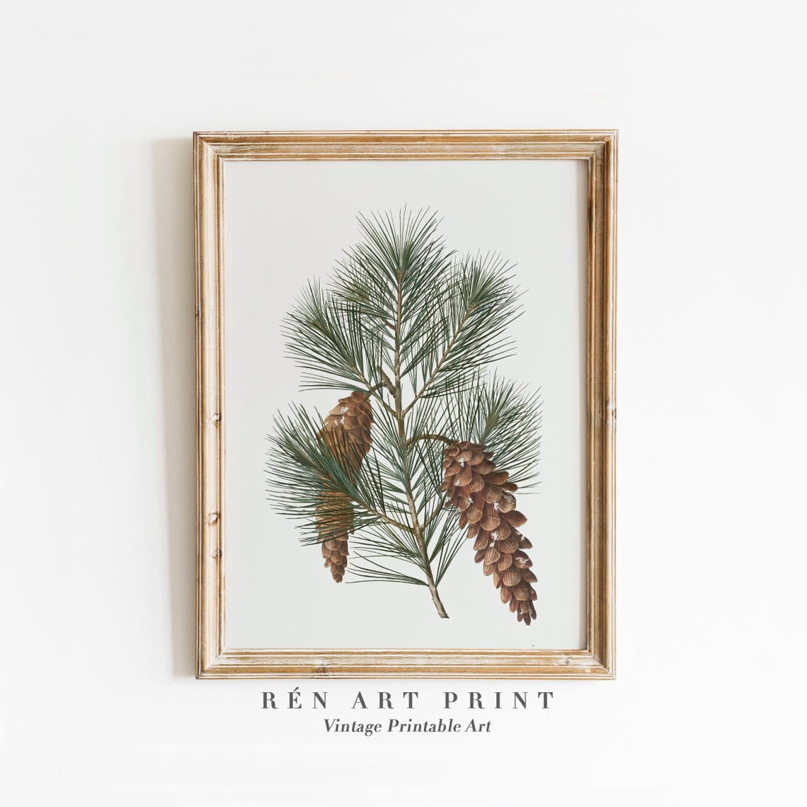 Antique Pine Cone Botanical Poster Winter Wall Art Poster, Stretched ...