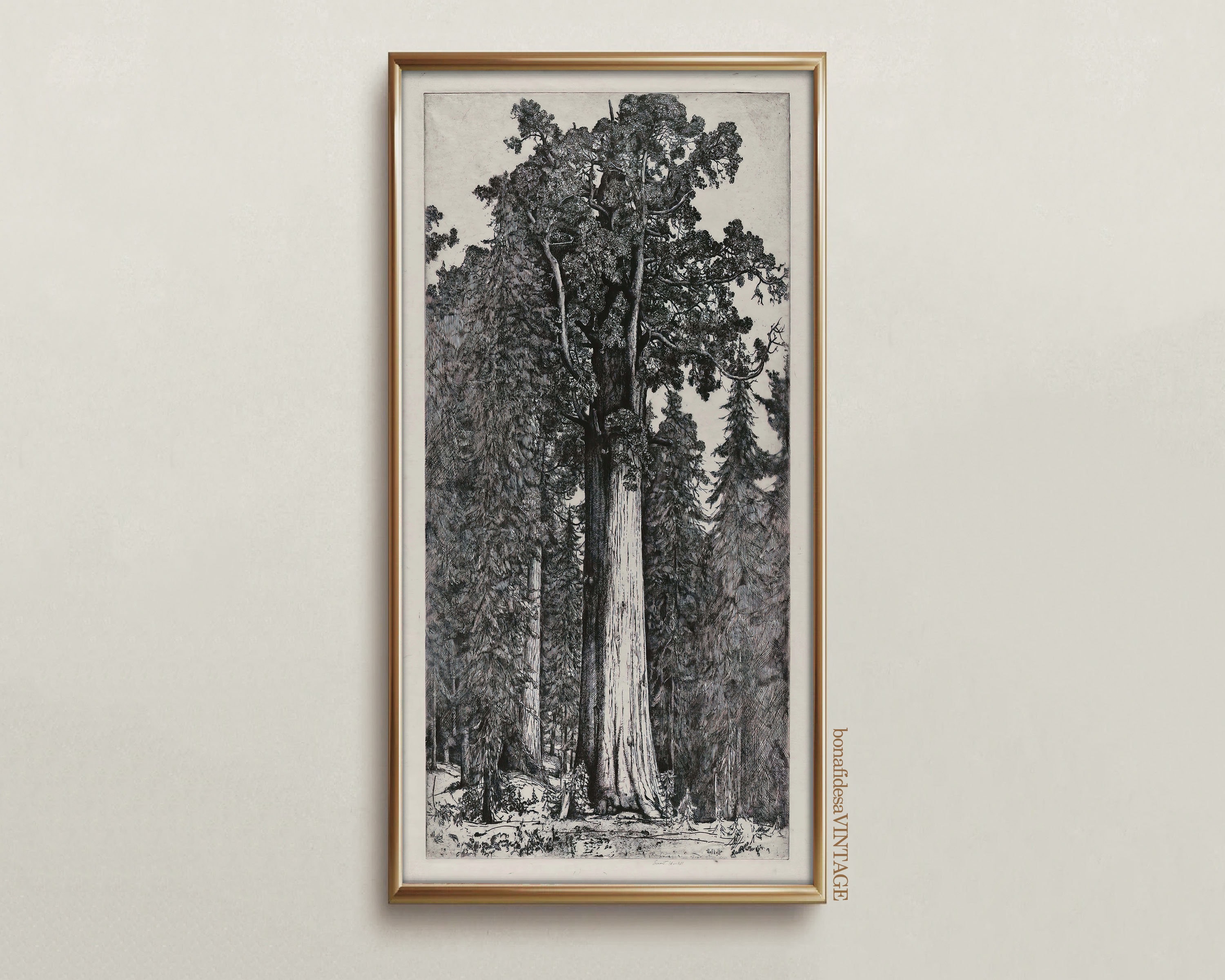 Antique Print Poster Of An Oak Tree, Poster Antique Tree , Oak Home ...