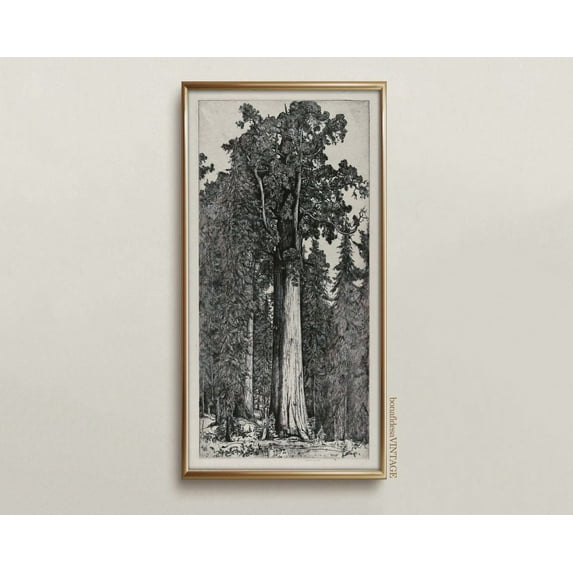 Antique Print Poster Of an Oak Tree, Poster Antique Tree Artwork, Oak ...