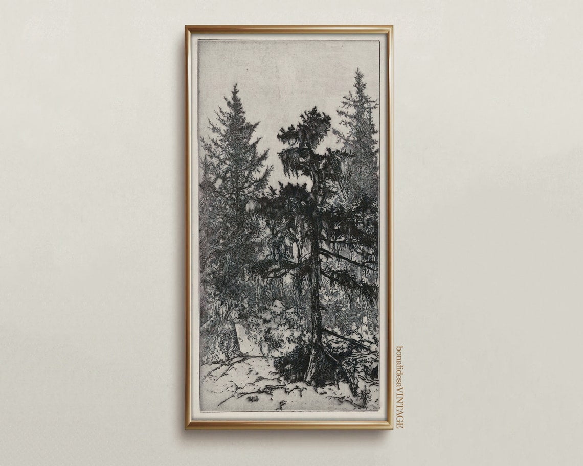 Antique Print Poster Of Pine Trees, Vintage Botanical Wall Art Poster ...