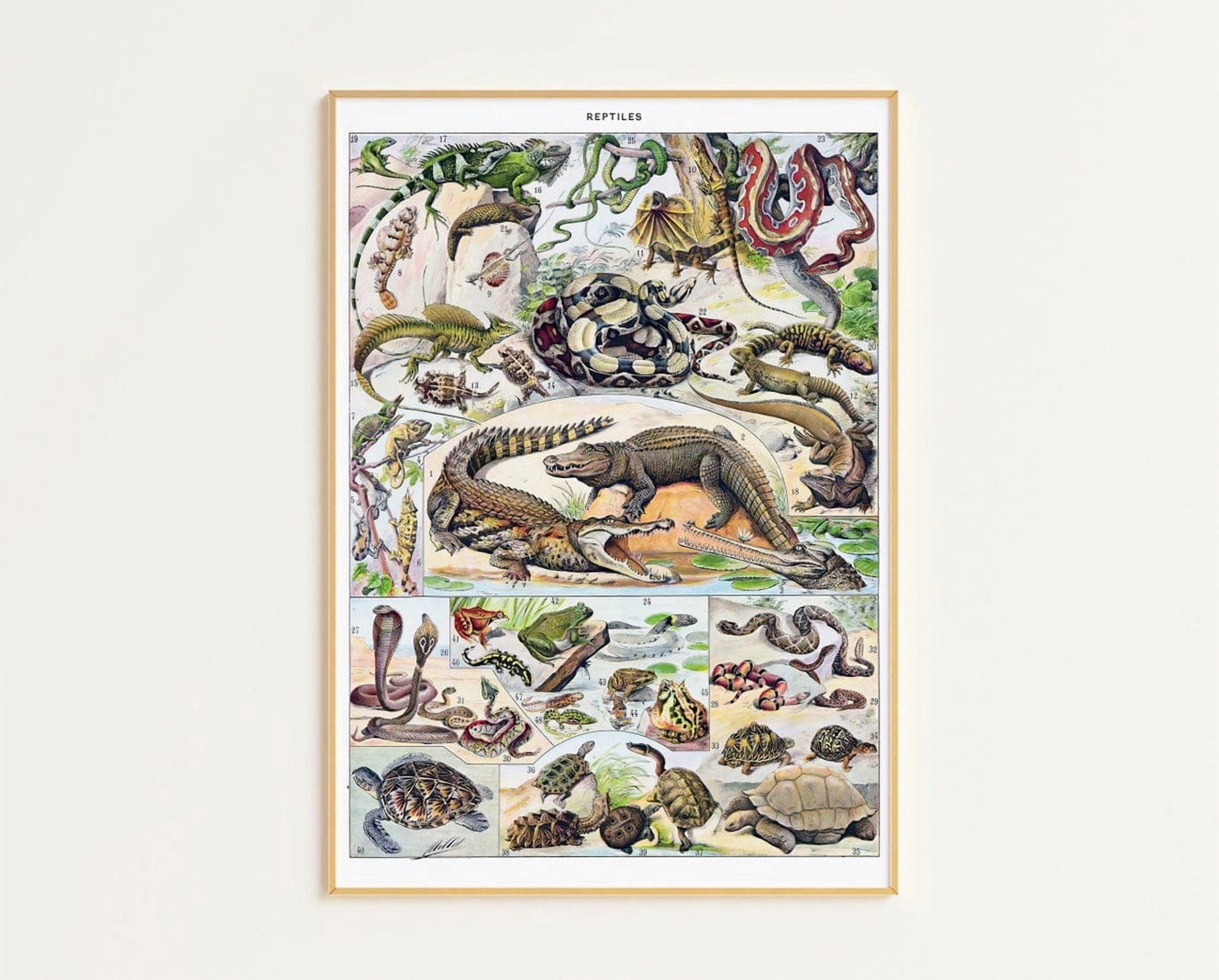 Antique Reptile Poster, Adolphe Millot Animal Wall Art, Unframed Paper ...