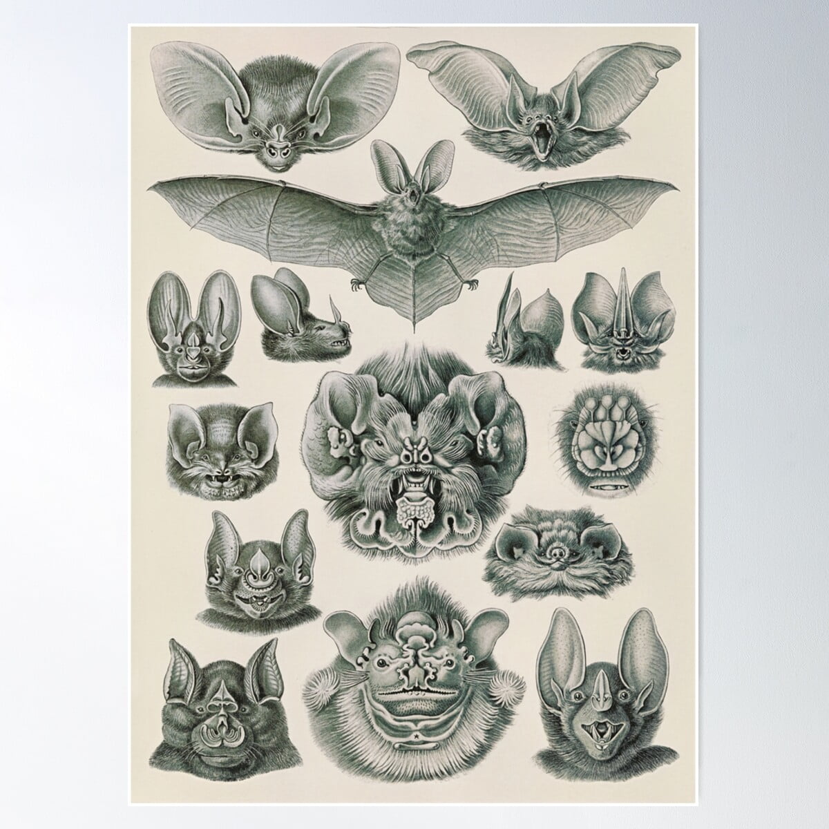 Antique Scientific Illustration Of Bats Poster Wall Art, Modern Wall ...