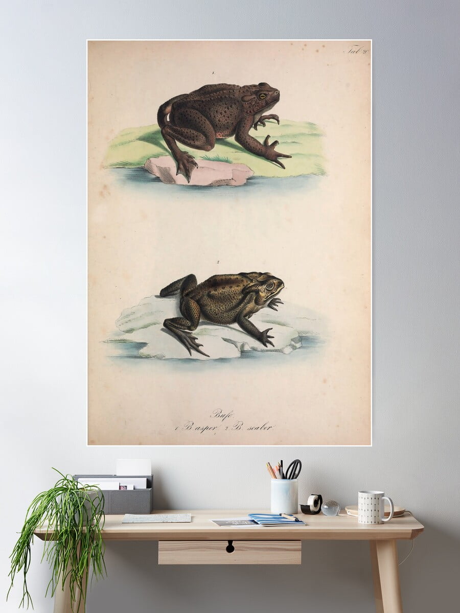 Antique Scientific Zoological Illustration Â€“ 19Th Century Toad ...