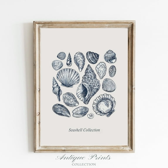 Antique Seashell Drawing, Vintage Seashell Sketch Art, Coastal, Shells ...