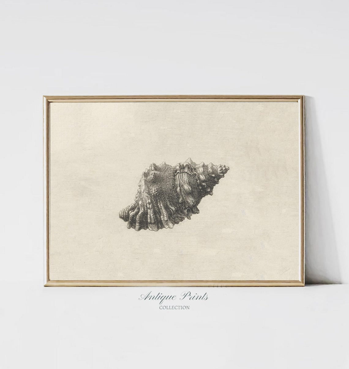 Antique Seashell Drawing, Vintage Seashell Sketch Art, Coastal Wall Art ...