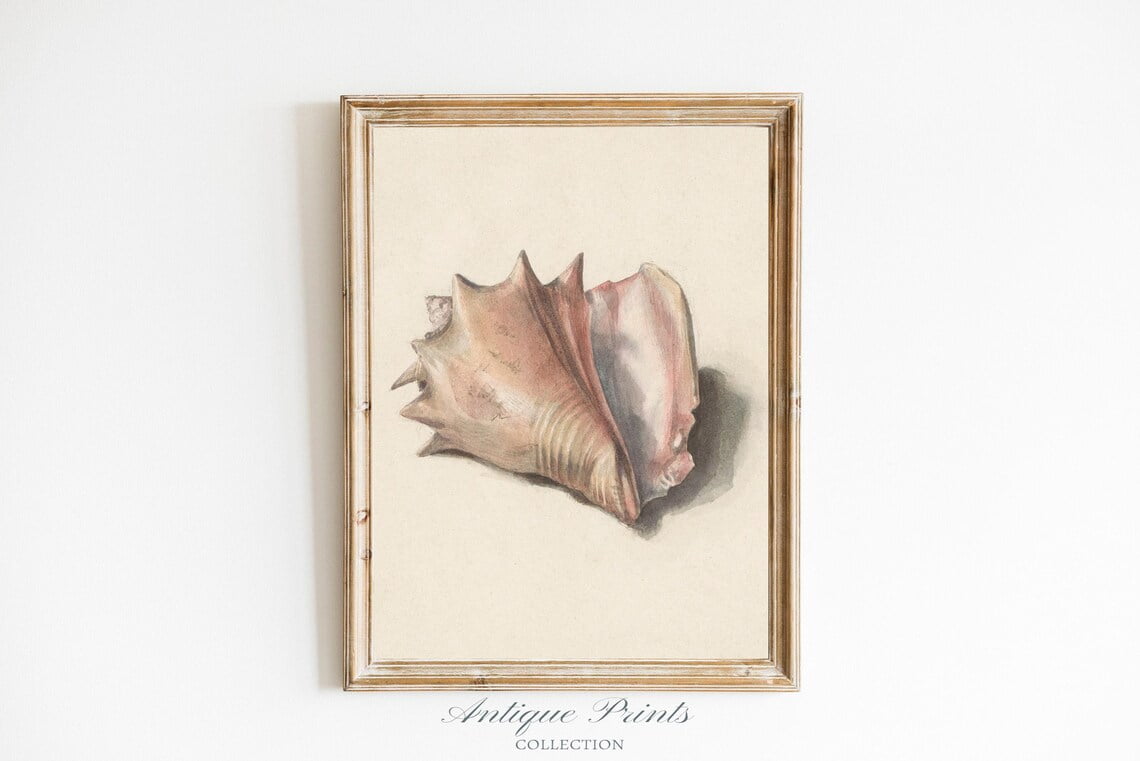Antique Seashell, Vintage Seashell Drawing, Coastal Wall Art, Girls ...
