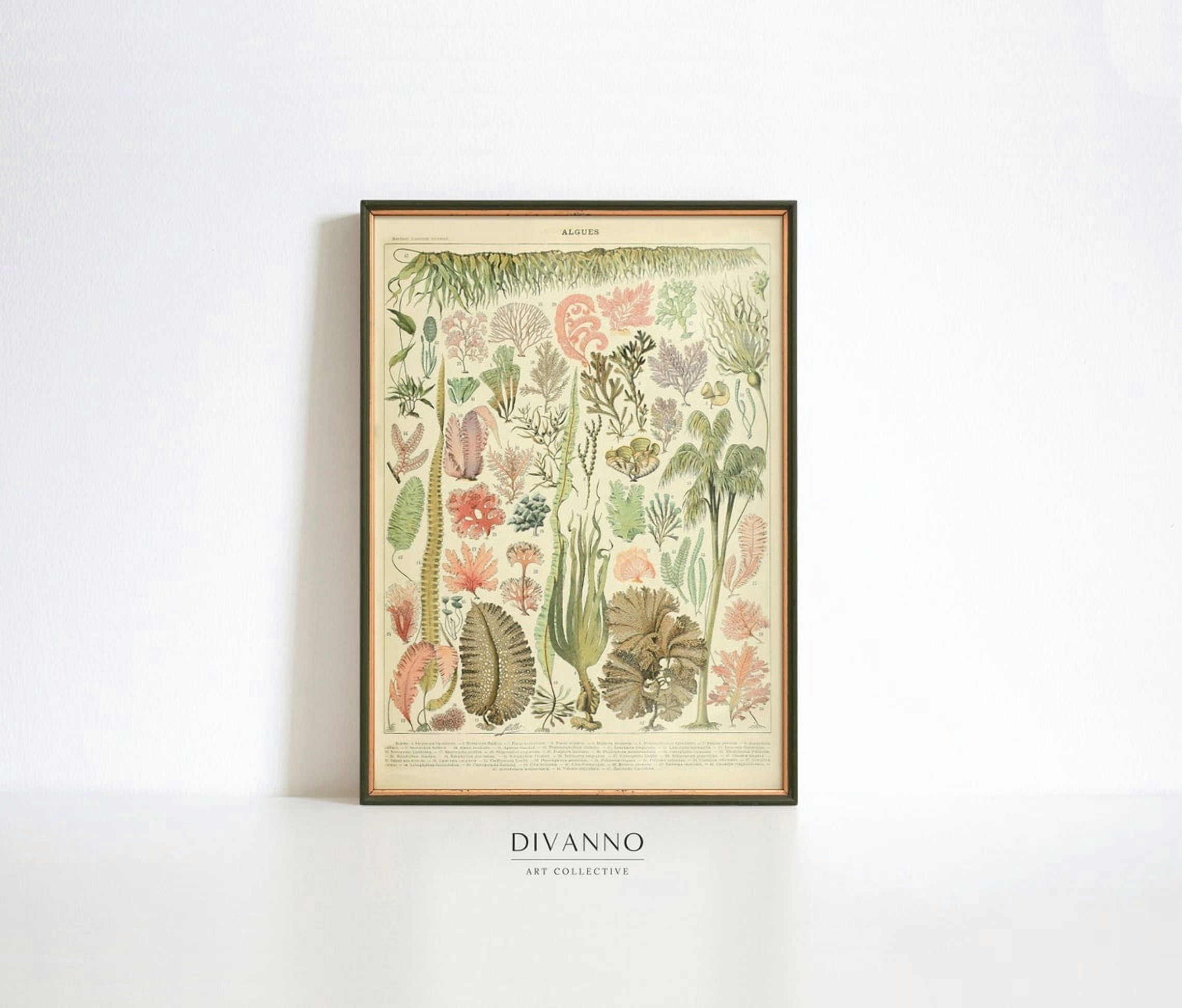 Antique Seaweed Algae Chart Poster, Stretched Size 8x12 - Walmart.com