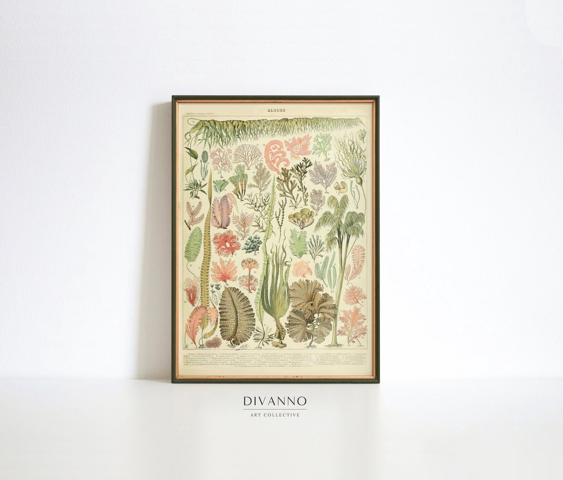 Antique Seaweed Algae Chart Poster, Unframed Size 16x24 - Walmart.com