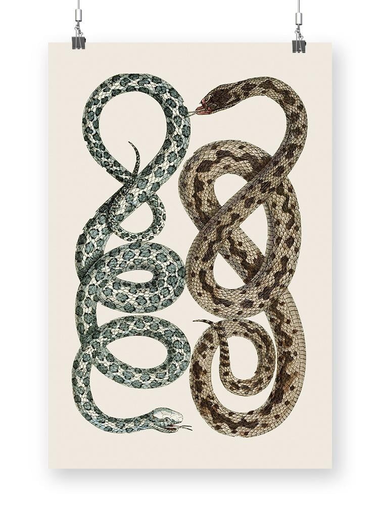 Antique Snakes. Iv Poster - Vision Studio Designs, - Walmart.com
