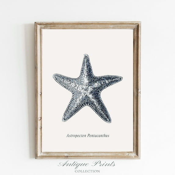 Antique Starfish Drawing, Vintage Seashell Sketch Art, Coastal ...