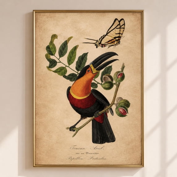 Antique Toucan Natural History Bird Illustration Tropical Ornithology ...