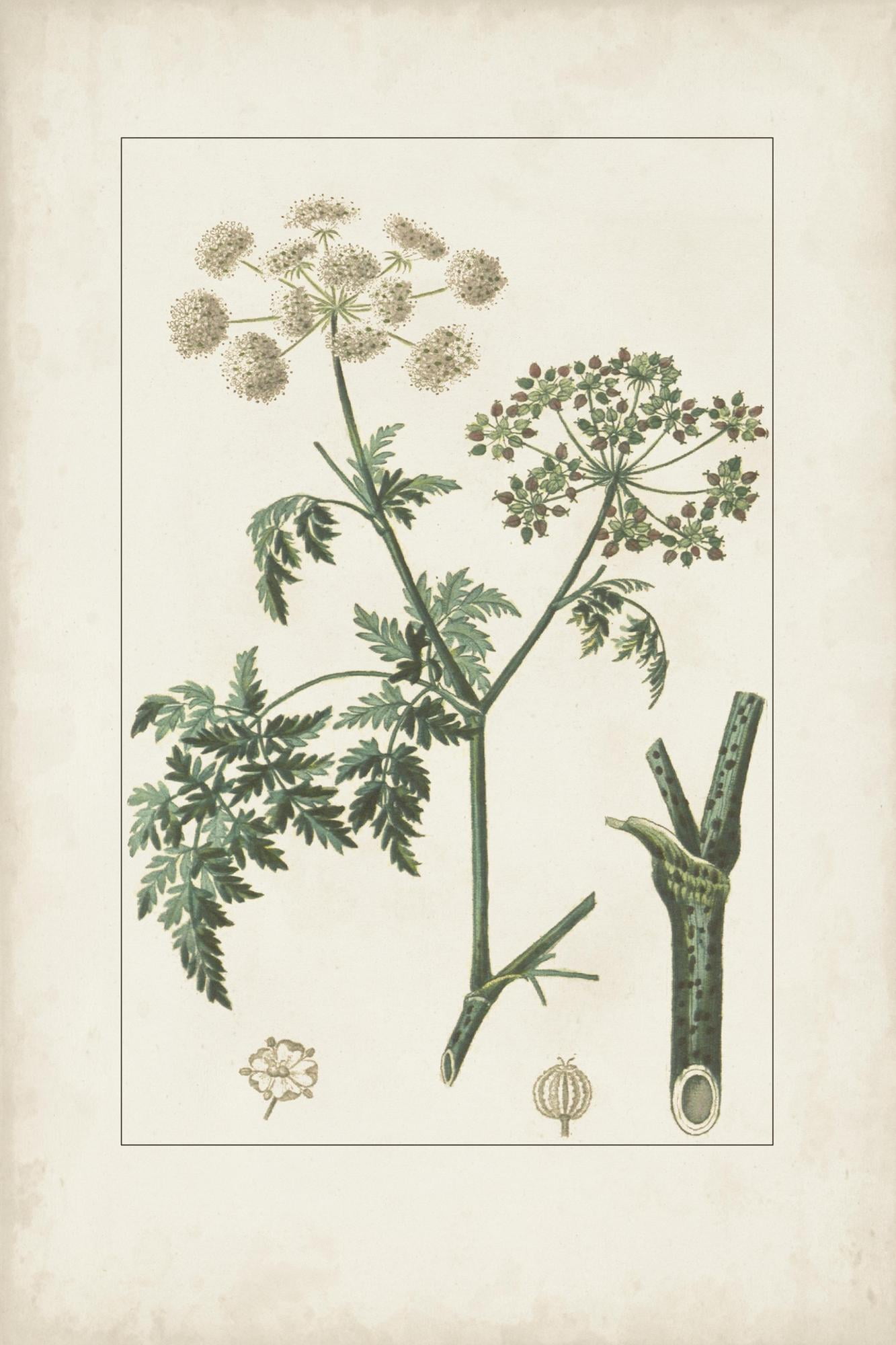 Art.com Antique Turpin Botanical IX Art Print by 0 Turpin, 24" x 36 ...