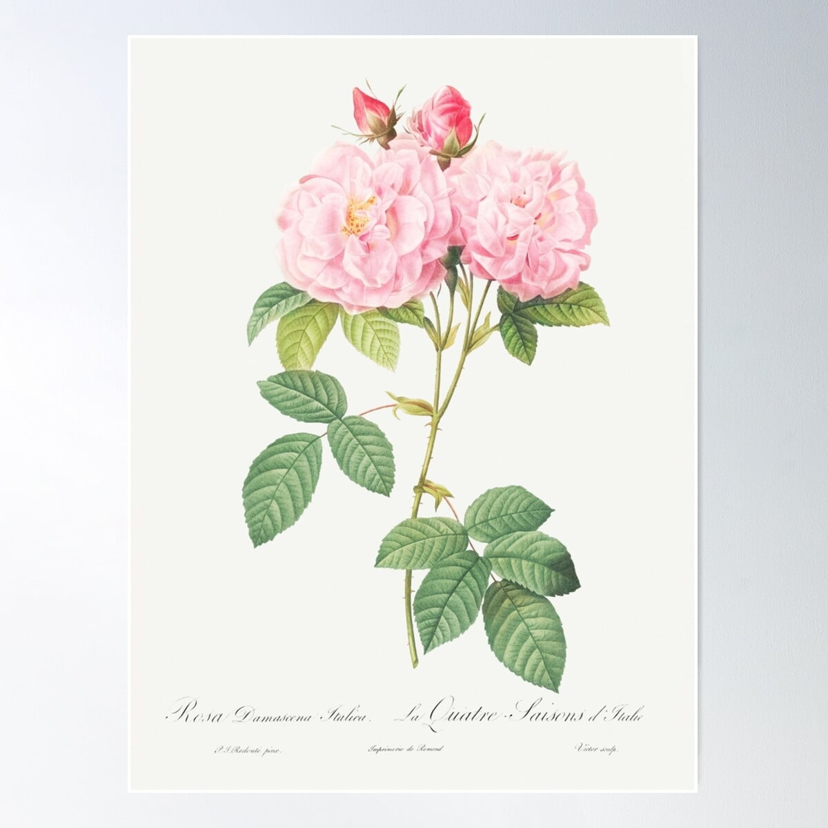 Antique Vintage Retro Botanical Print Pink Damask Rose Flower Poster ...