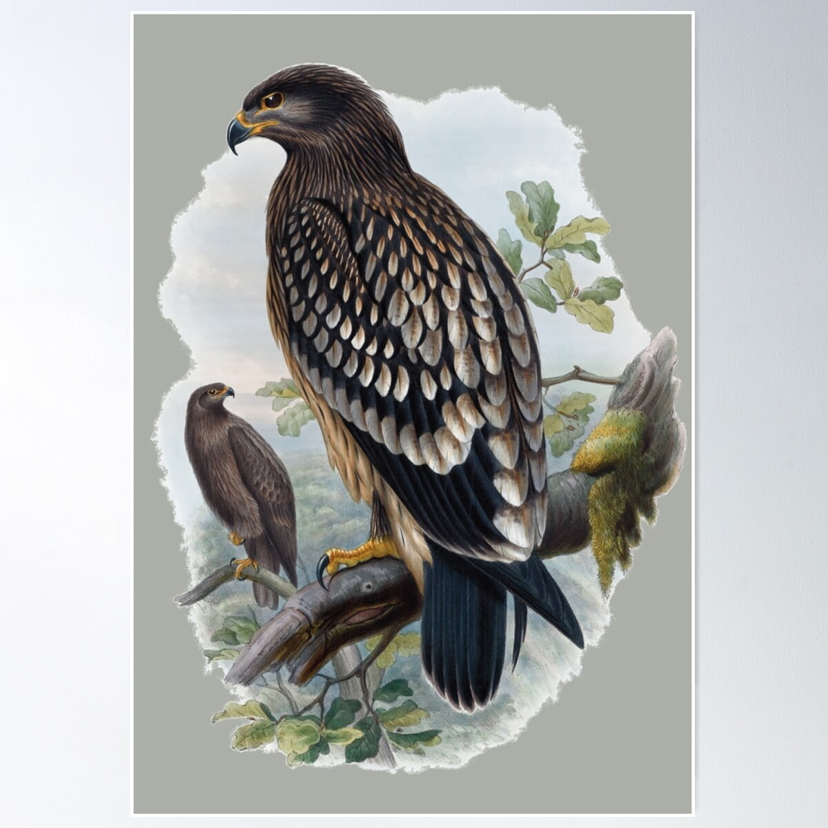 Antique Zoology: Drawing Of Spotted Eagle (Aquila Naevia) Poster Wall ...