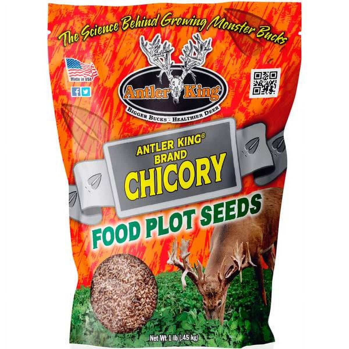 Chicory Food Plots